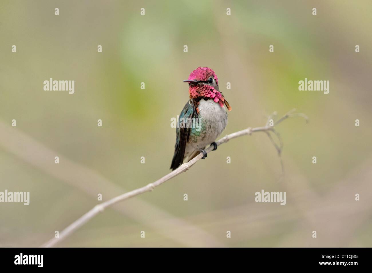 The bee hummingbird, zunzuncito or Helena hummingbird (Mellisuga ...