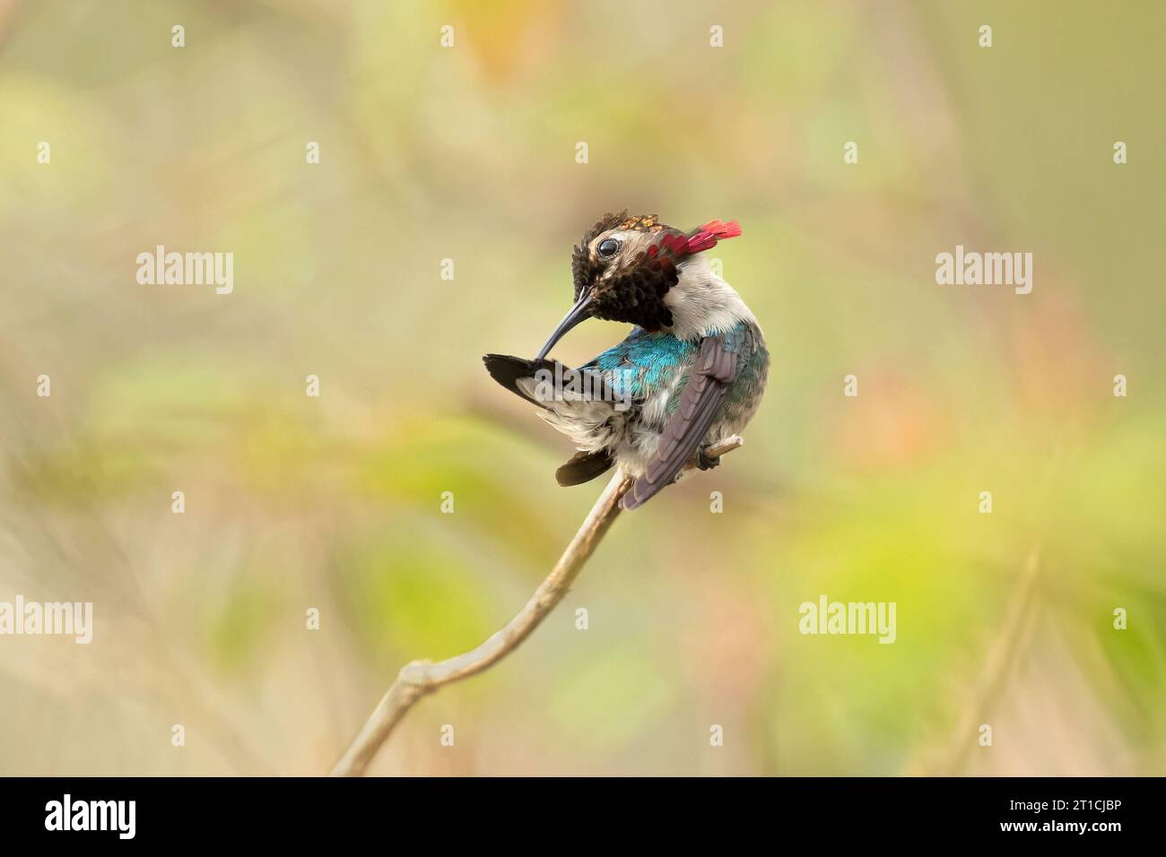The bee hummingbird, zunzuncito or Helena hummingbird (Mellisuga ...