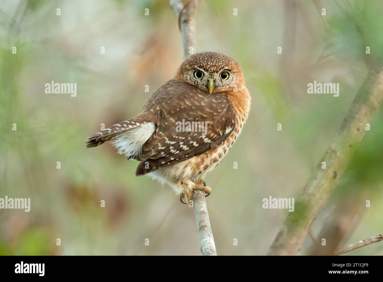 Cuban pygmy owl (Glaucidium siju) is a species of owl in the family ...