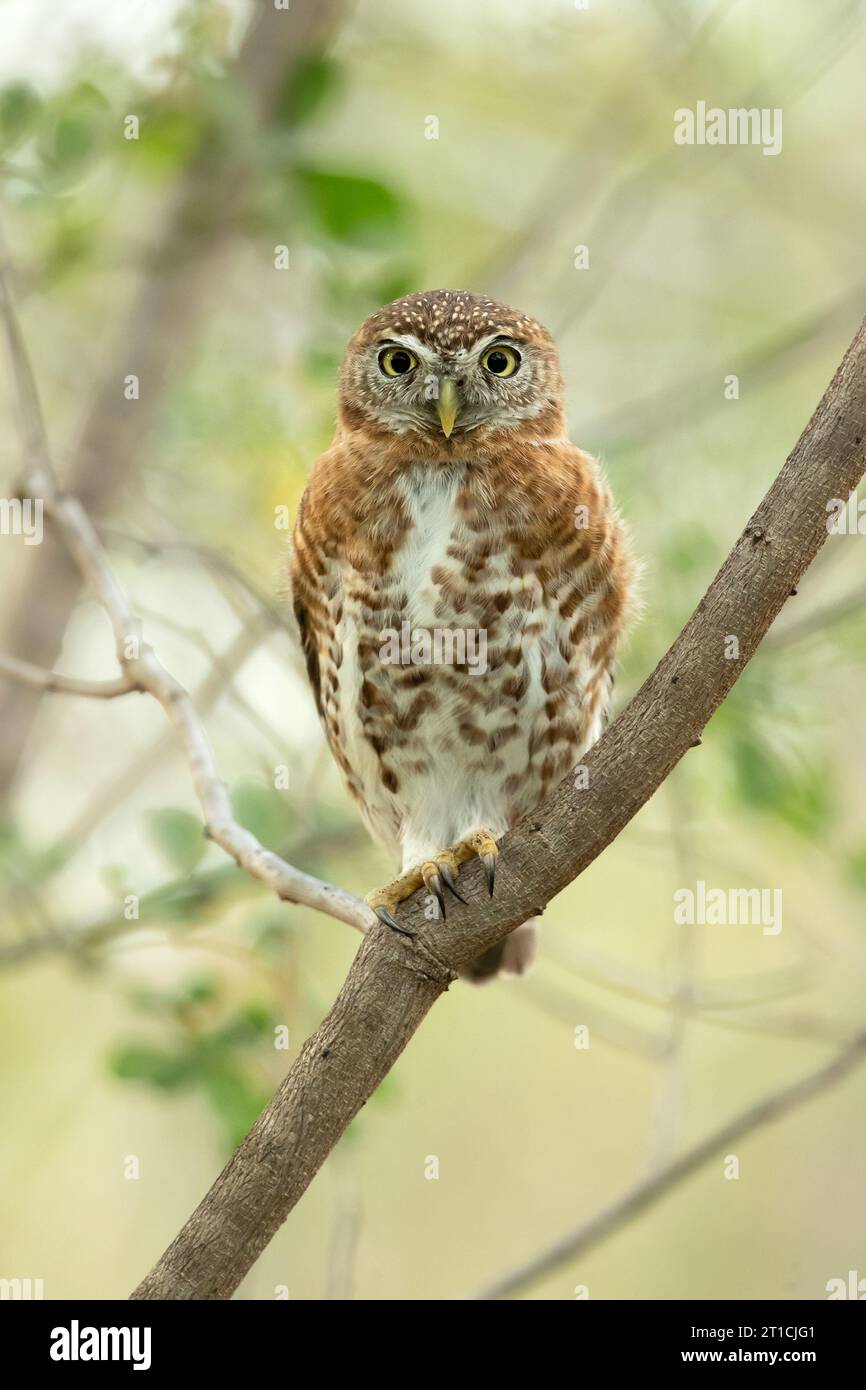 Cuban pygmy owl (Glaucidium siju) is a species of owl in the family ...