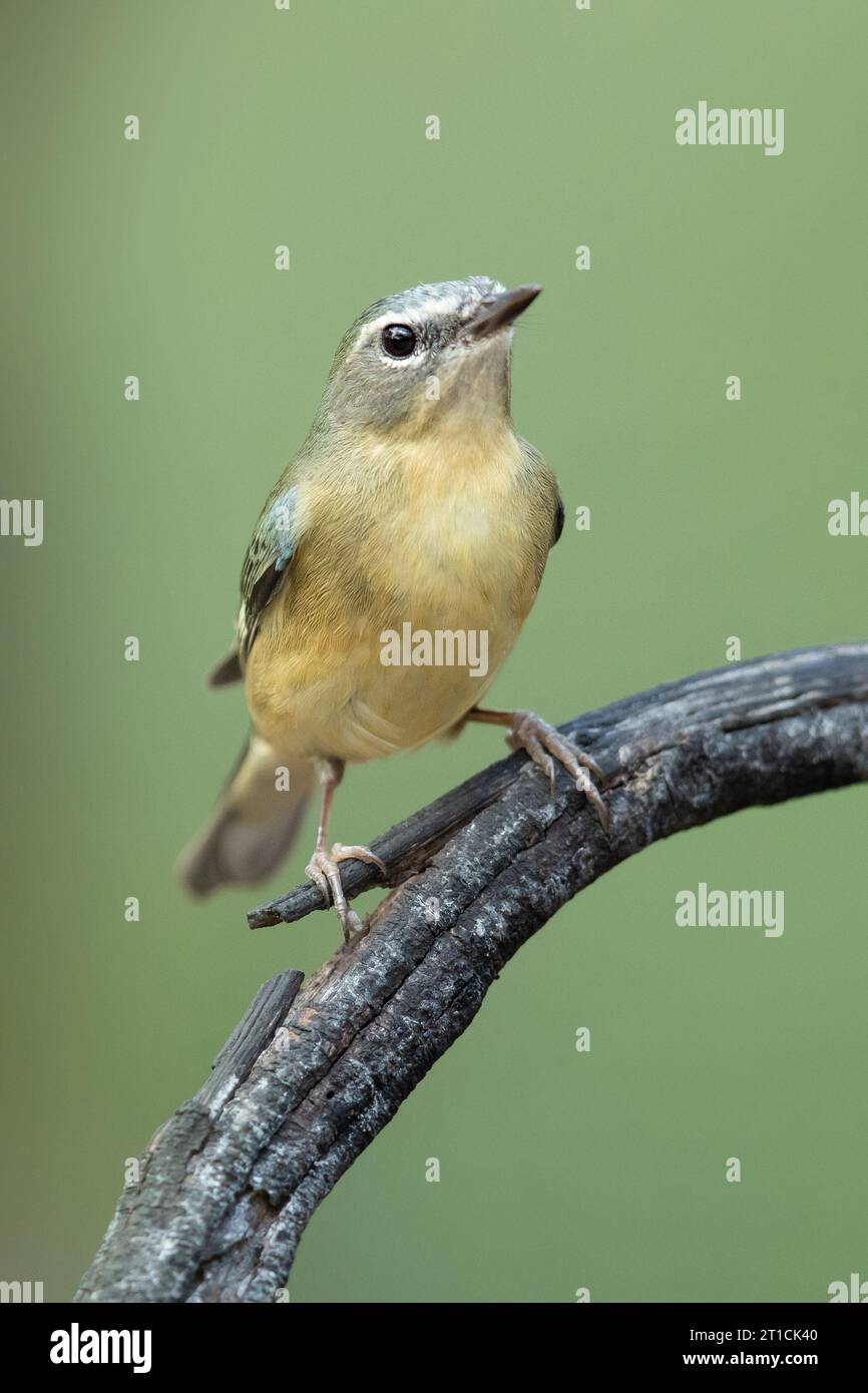 Black-throated blue warbler (Setophaga caerulescens) is a small ...