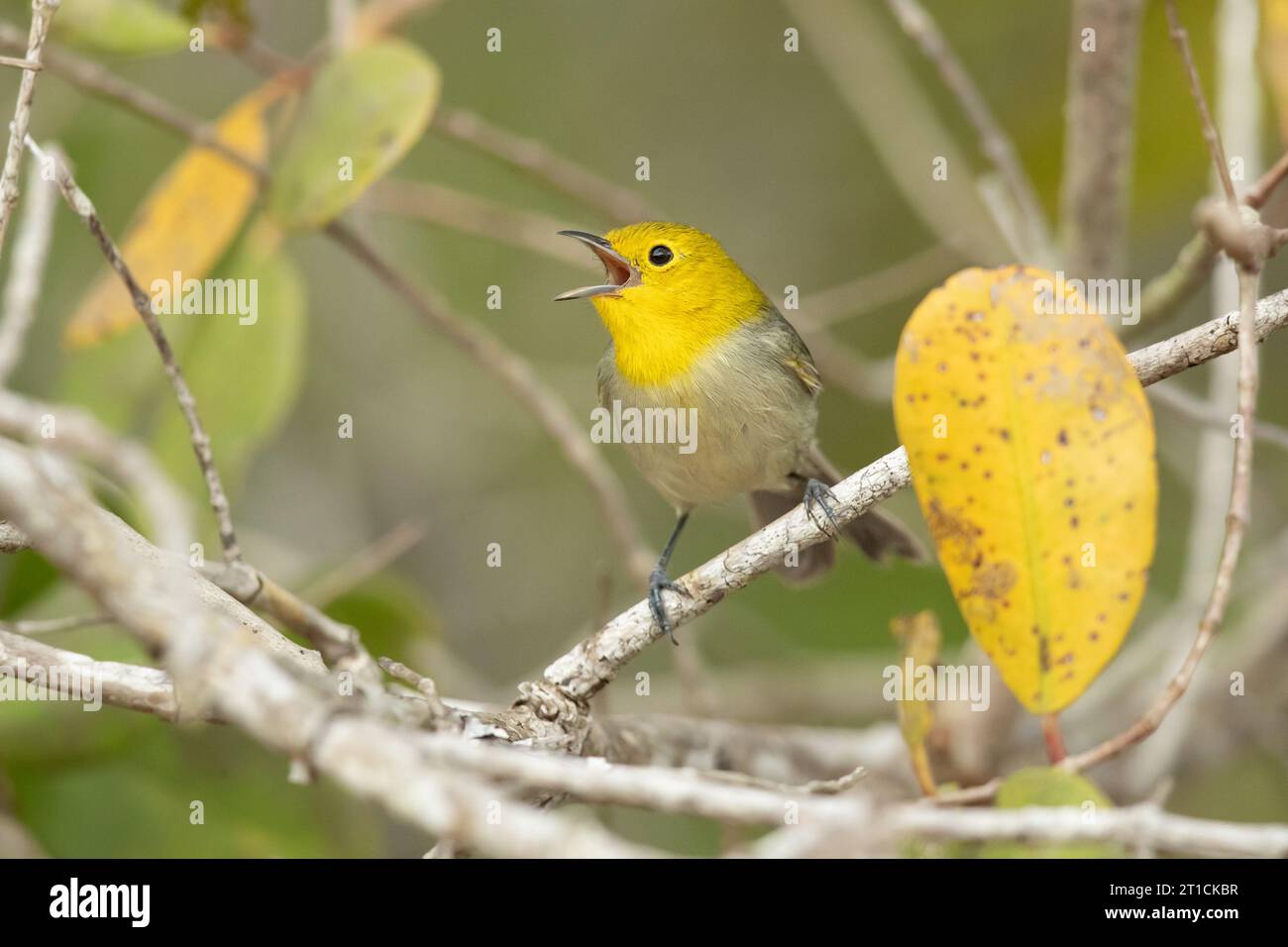 Yellow-headed warbler (Teretistris fernandinae). It is endemic to western Cuba Stock Photo - Alamy