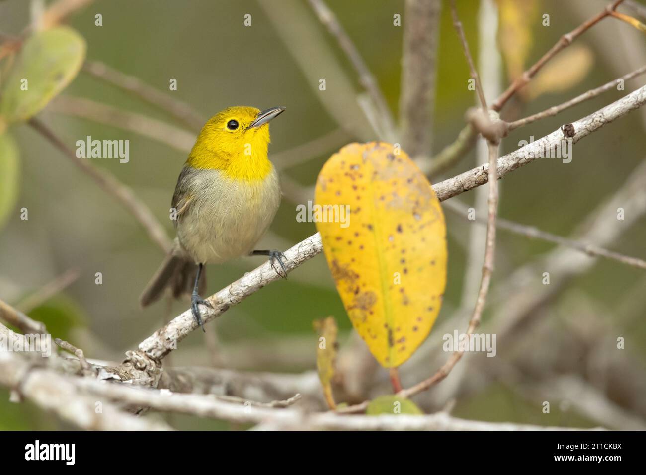 Yellow-headed warbler (Teretistris fernandinae). It is endemic to western Cuba Stock Photo - Alamy