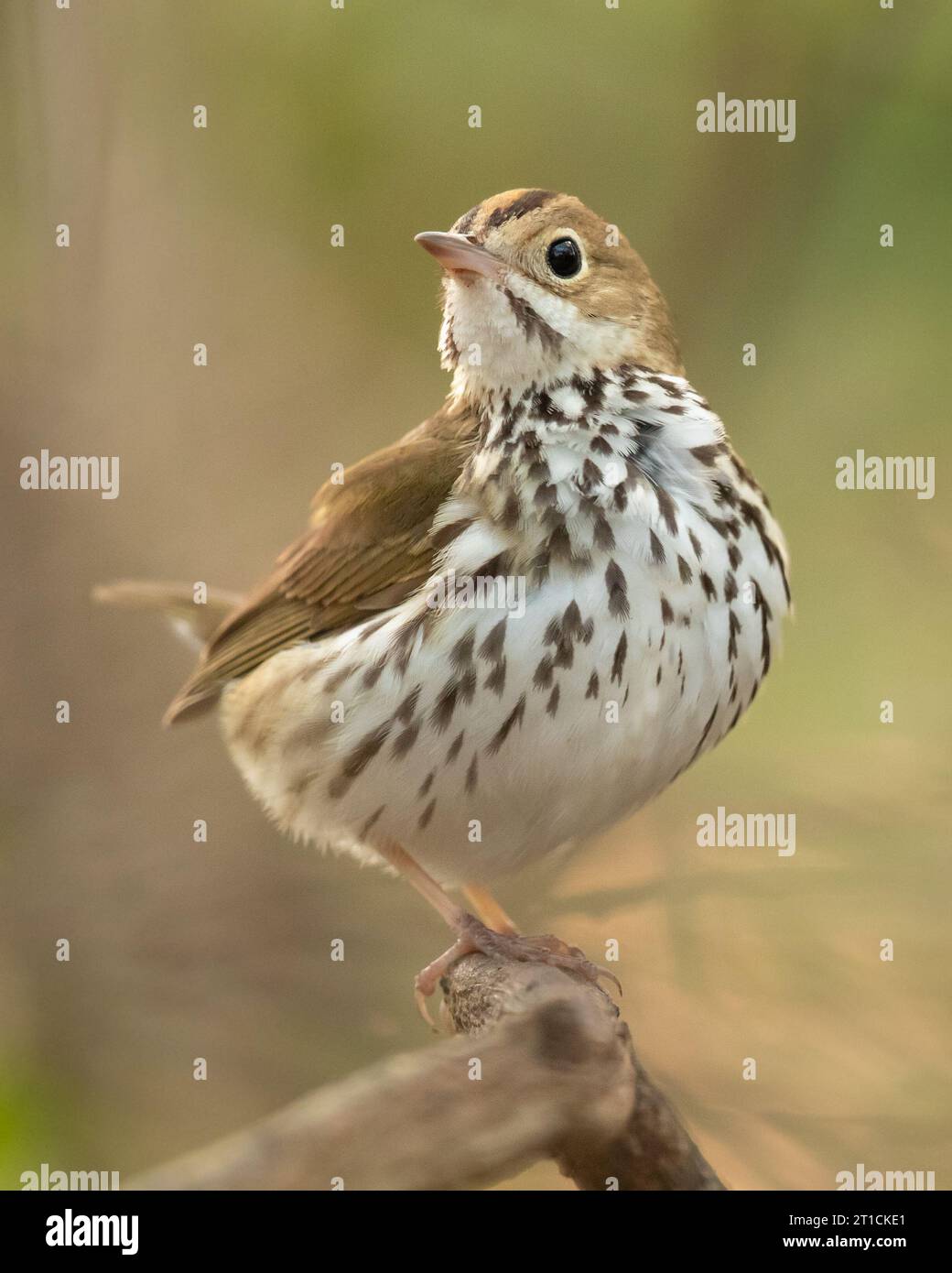 The ovenbird (Seiurus aurocapilla) is a small songbird of the New World warbler family ...