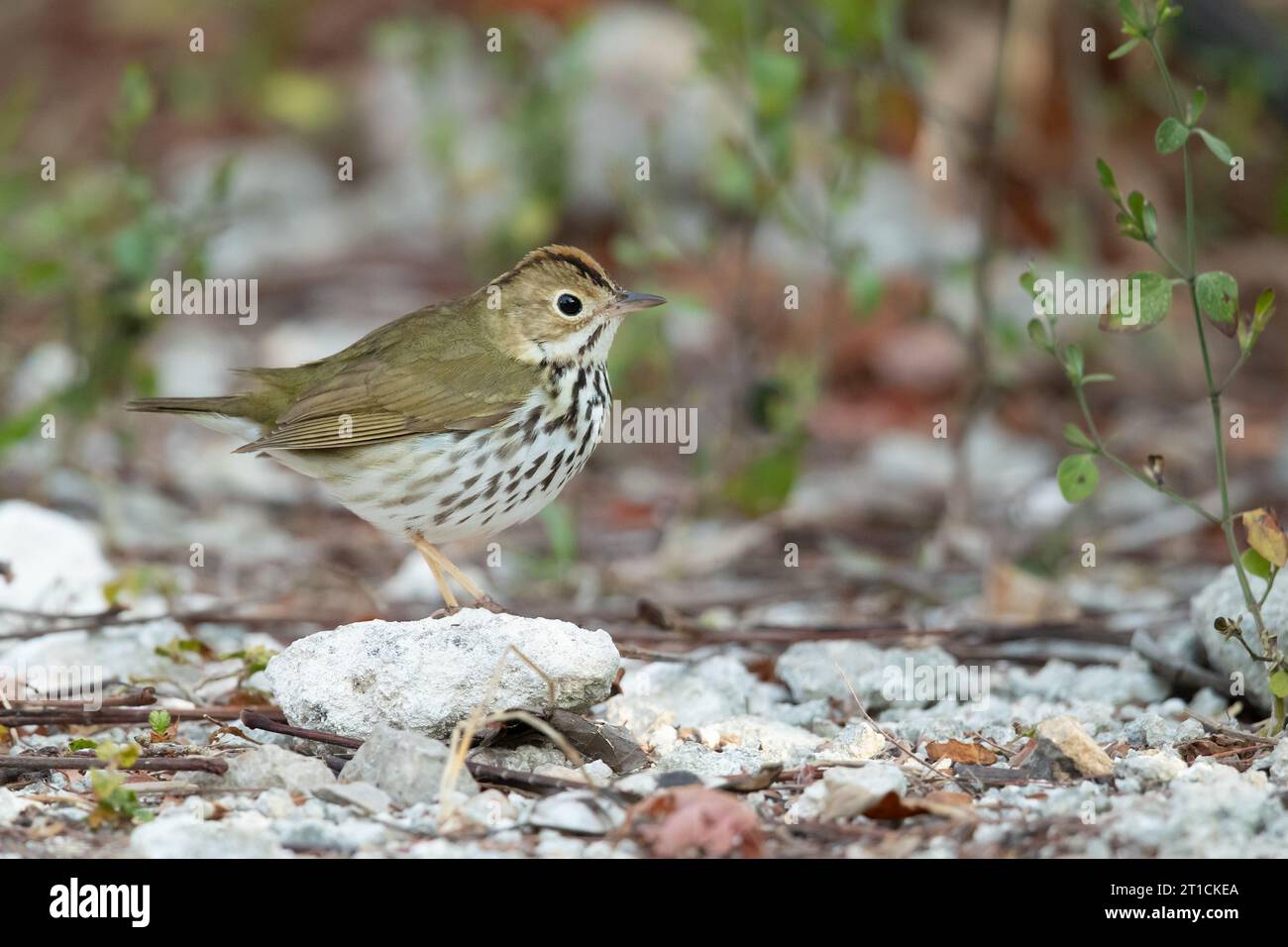 The ovenbird (Seiurus aurocapilla) is a small songbird of the New World ...