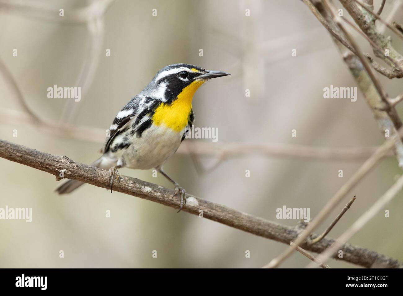 The yellow-throated warbler (Setophaga dominica) is a small migratory ...
