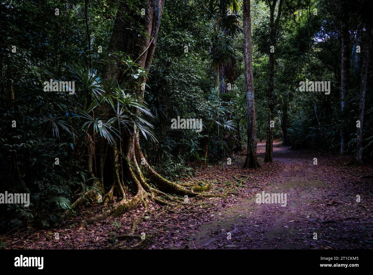A scenic view of an outdoor trail in a lush forest with thick tree ...