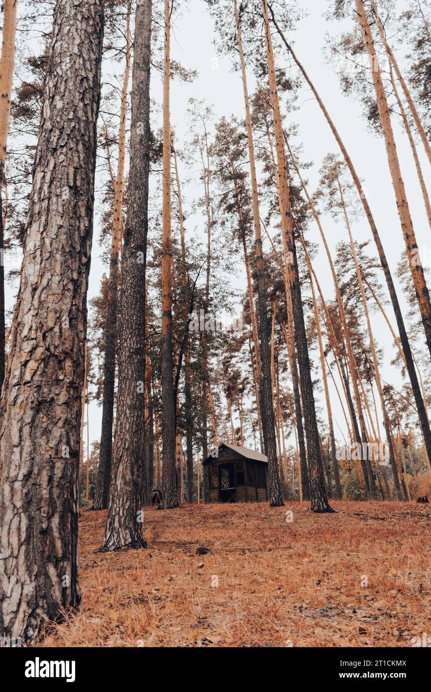 Tiny house in autumn forest. Fall woods with abandoned house. Tranquil ...