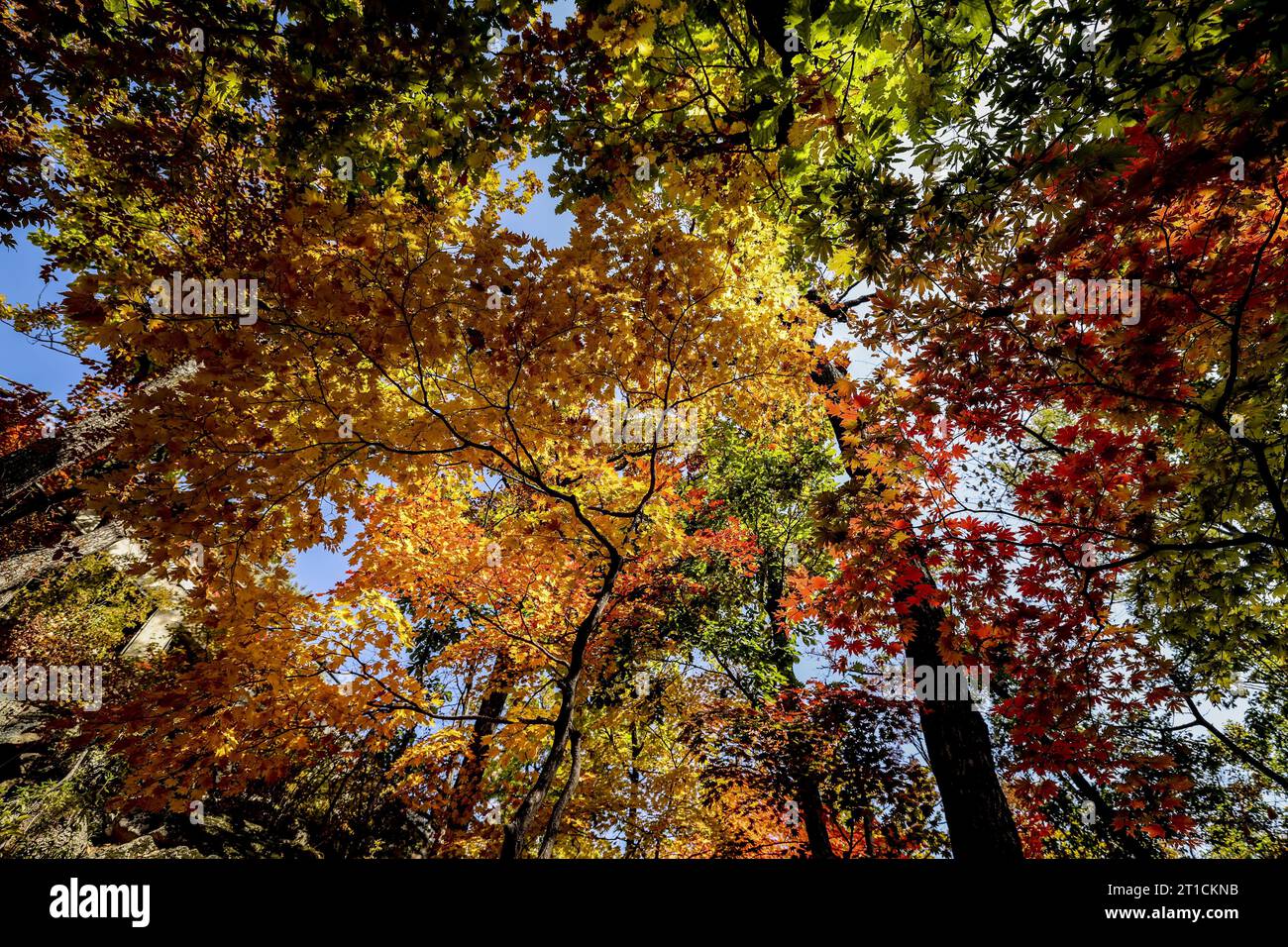 Autumn scenery of Huanren Maple Valley National Forest Park in Benxi ...