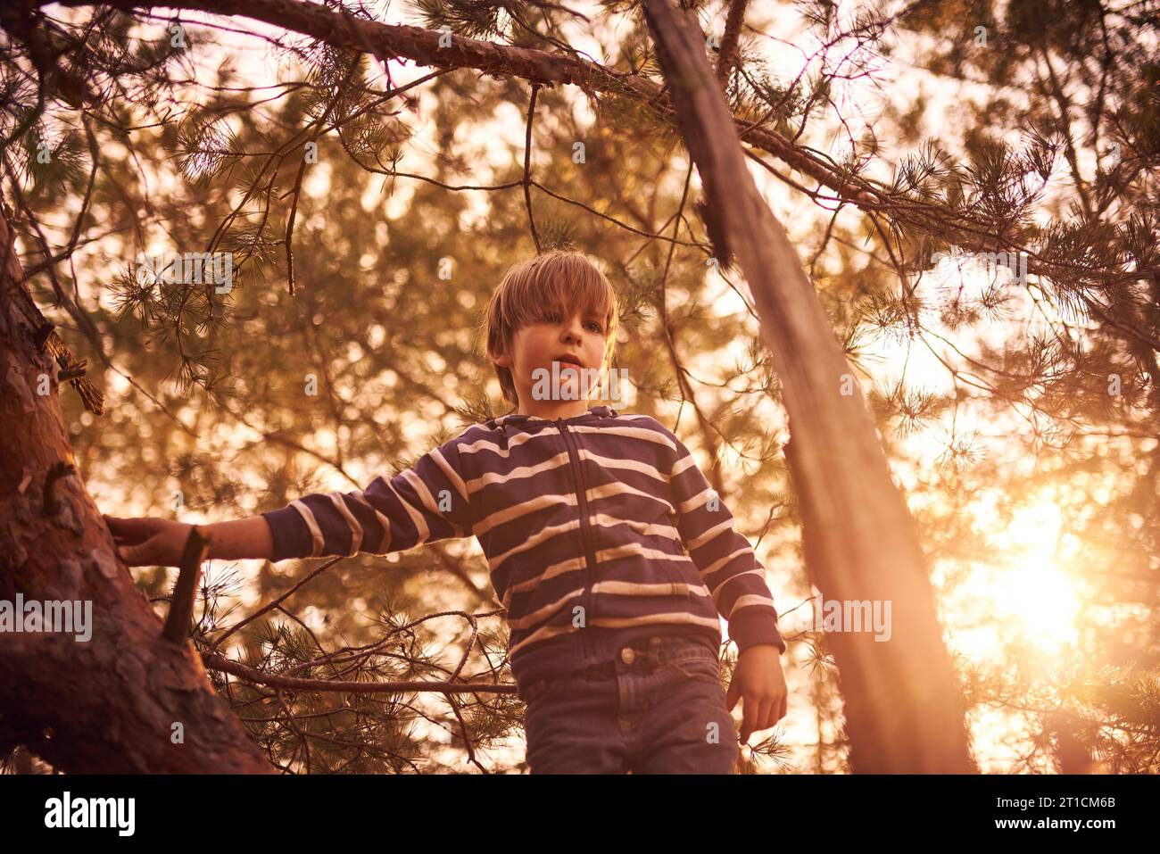 happy boy sitting high up in a pine tree at sunset Stock Photo - Alamy