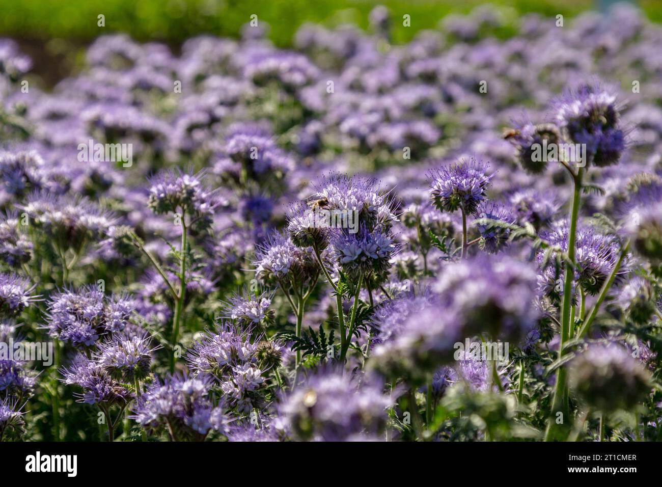 Lacy phacelia, blue tansy or purple tansy. Phacelia tanacetifolia Stock ...