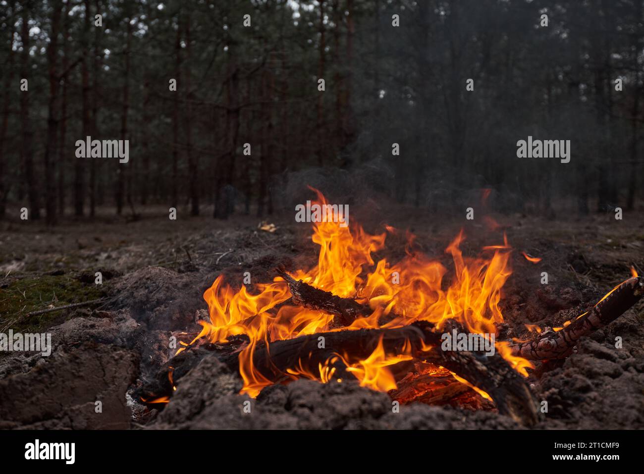 Bonfire in the forest hi-res stock photography and images - Alamy