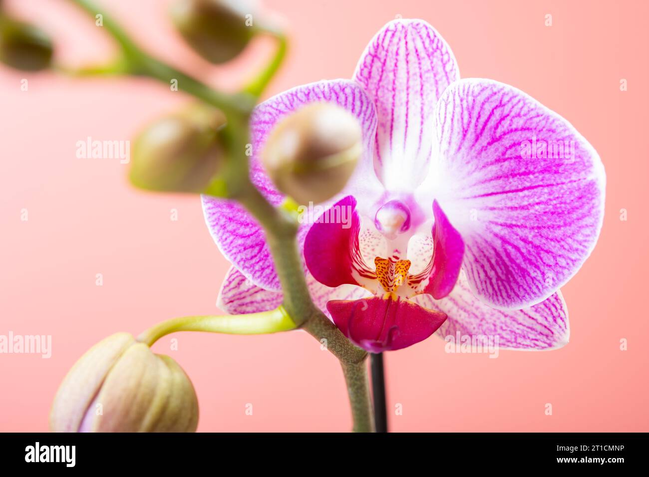 blooming orchids on a pink background horizontal composition Stock ...