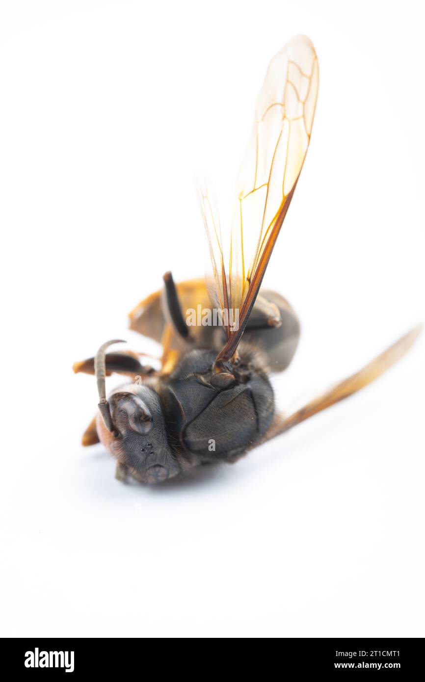 dead wasp close up on the head on a white background at vertical ...