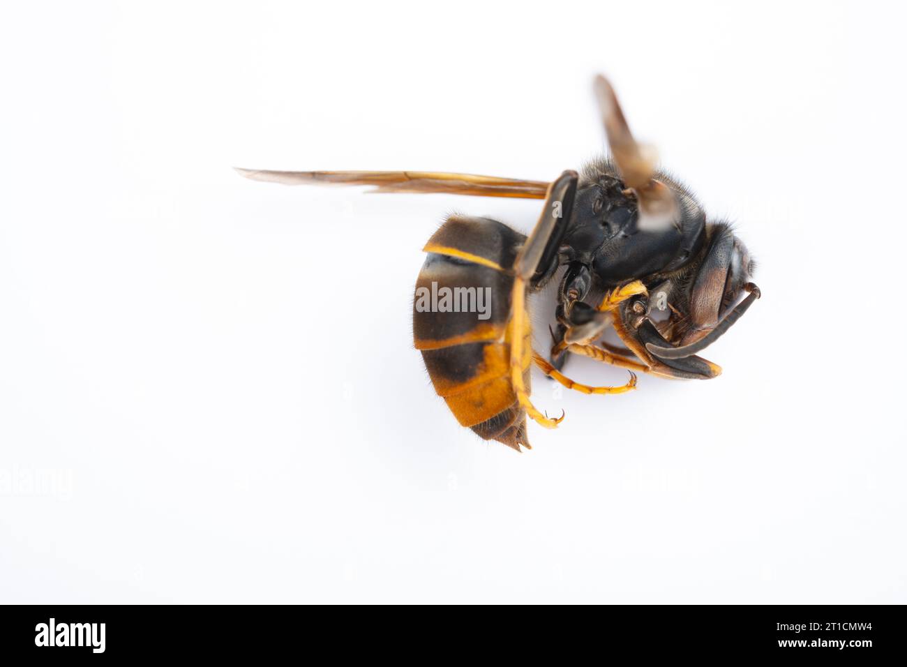 top view dead wasp on a white background Stock Photo - Alamy