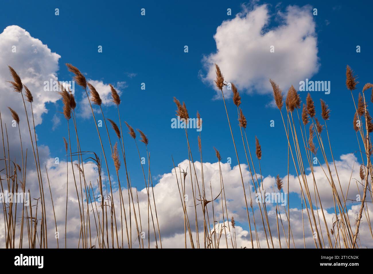 High dry reed in hi-res stock photography and images - Alamy