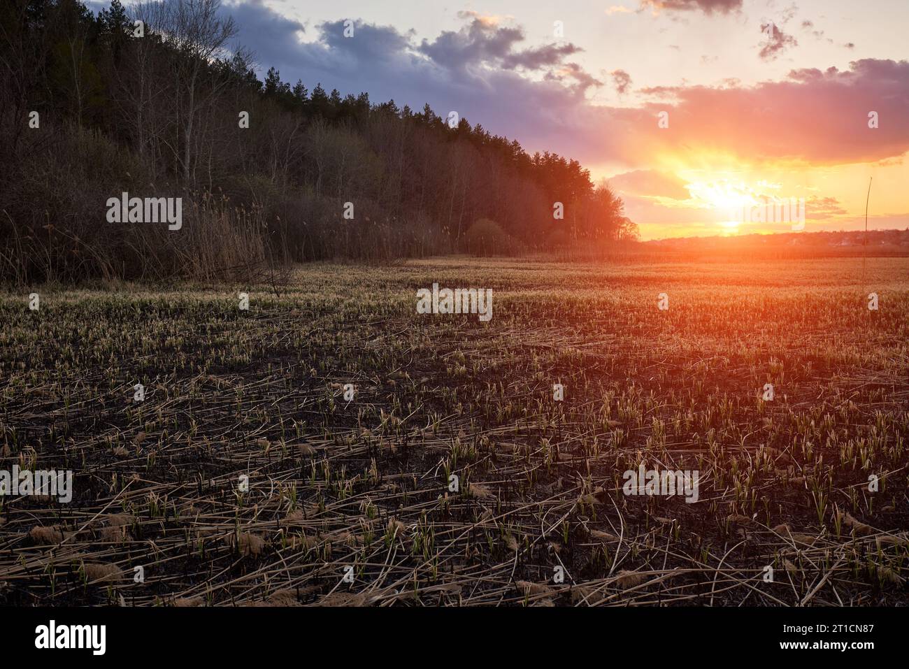 Grassland after a fire hi-res stock photography and images - Alamy