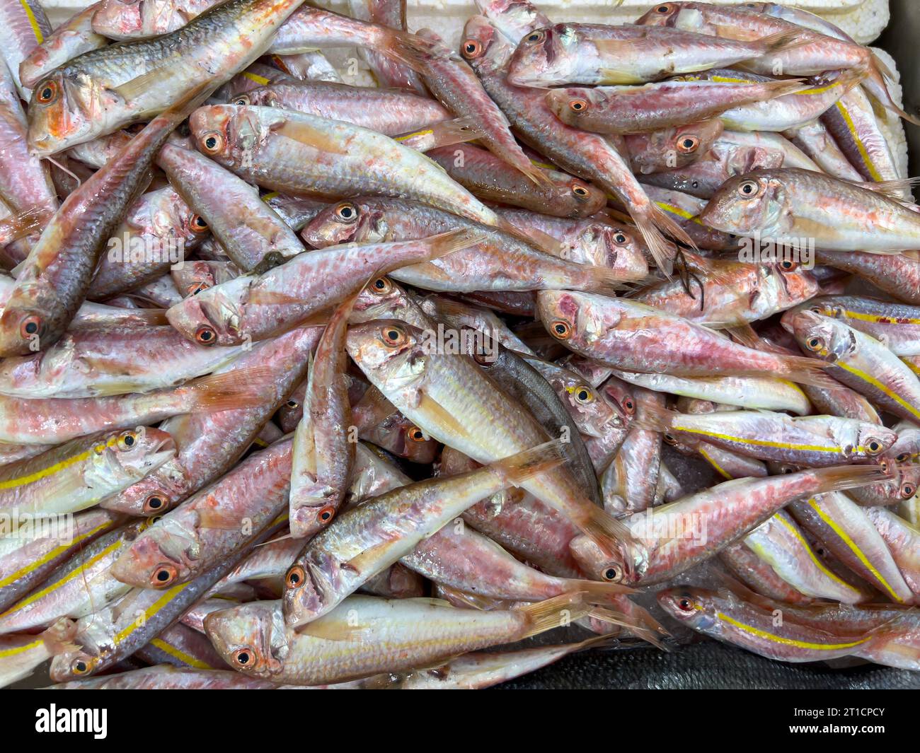 Top view of raw red mullet fish on ice on display at seafood fish ...