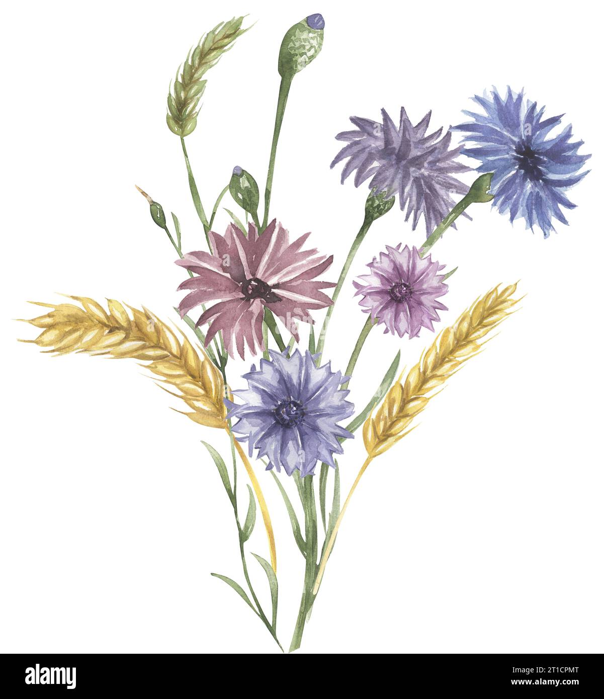 Watercolor hand drawn cornflower and wheat bouquet illustration ...