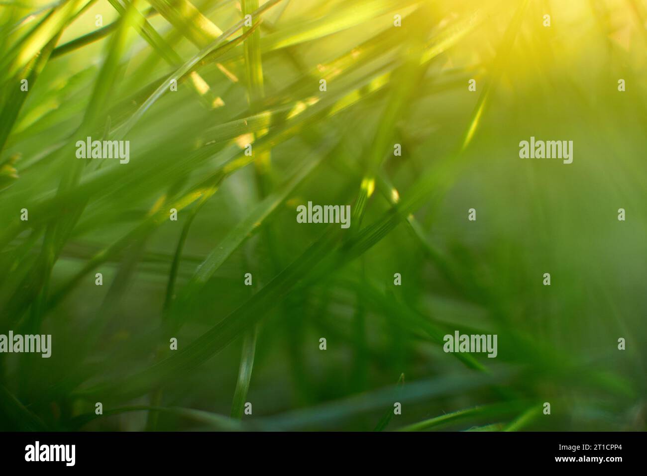 Summer sun rays hi-res stock photography and images - Alamy