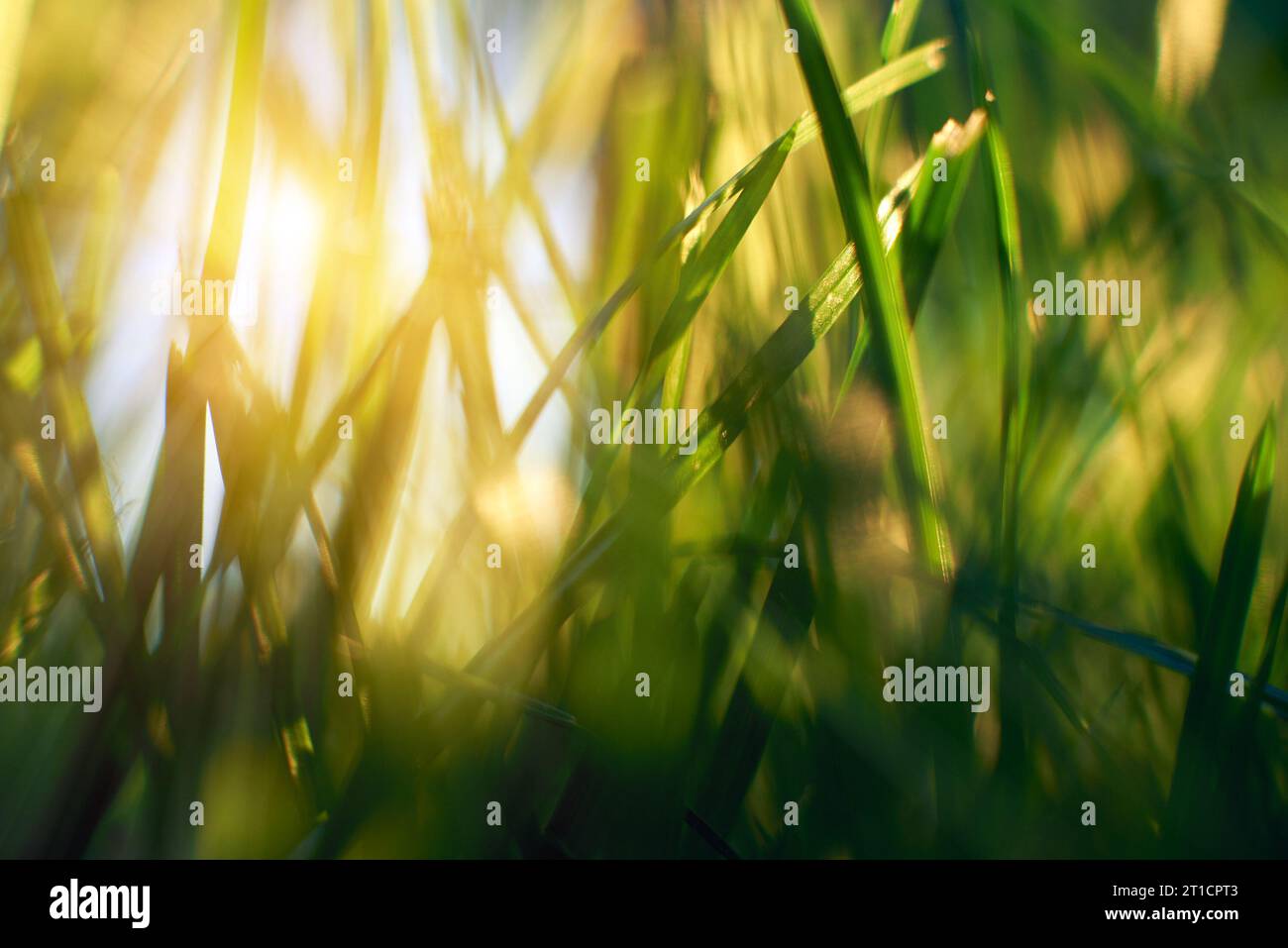 Summer sun rays hi-res stock photography and images - Alamy