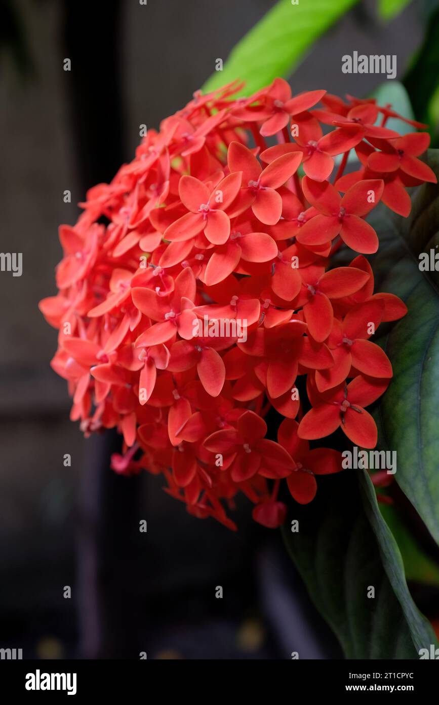 Ixoraflower hi-res stock photography and images - Alamy