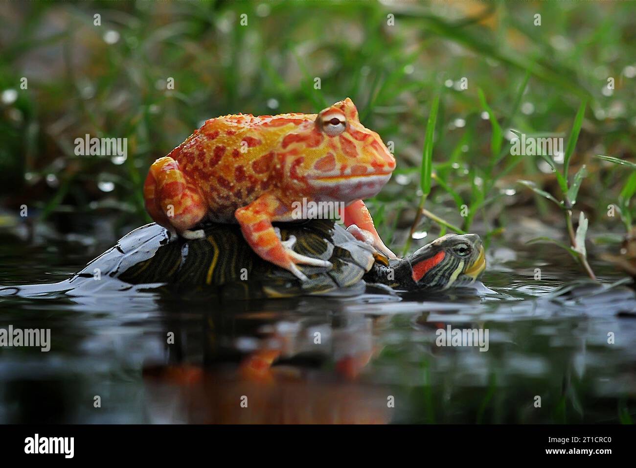 Pacman frogs hi-res stock photography and images - Alamy
