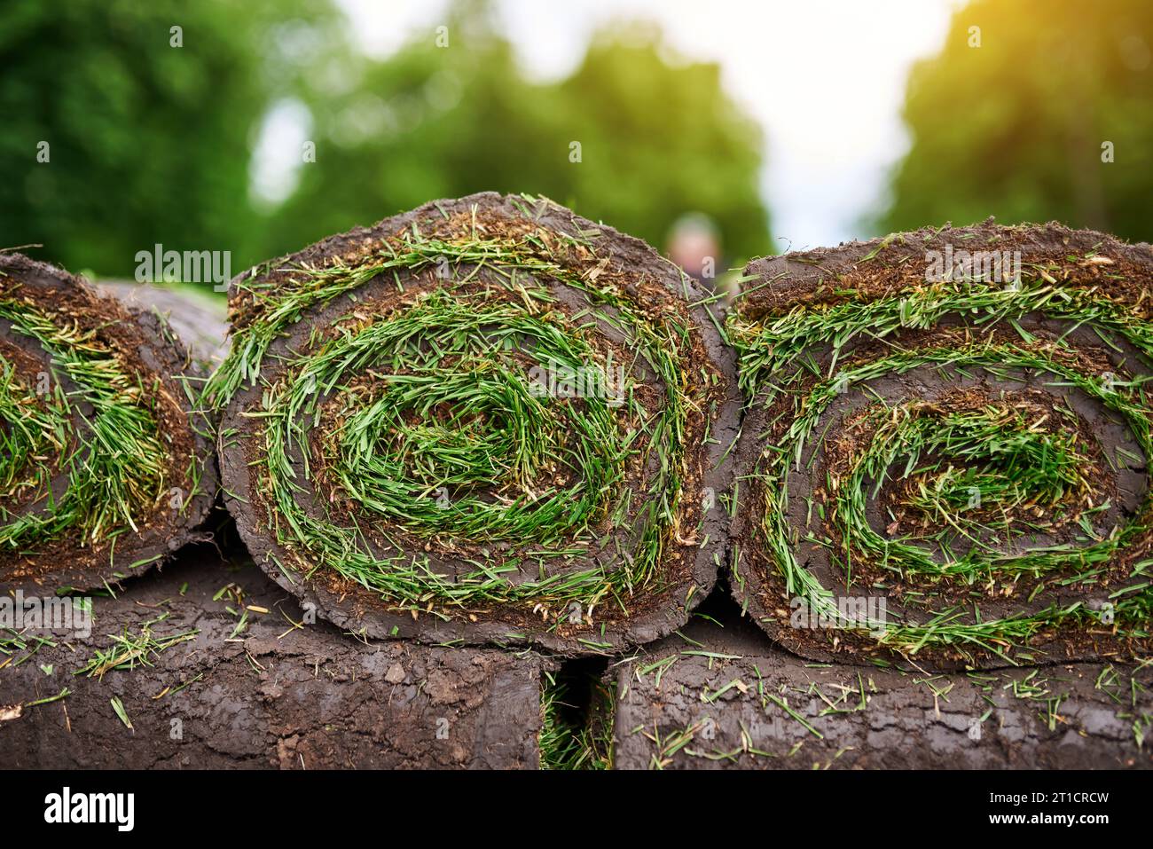 making new lawn using roll grass Stock Photo - Alamy