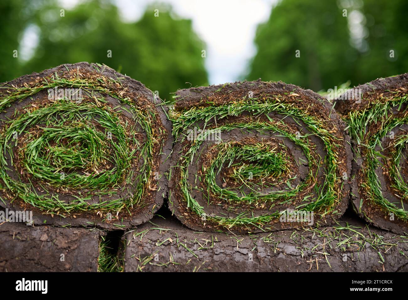 making new lawn using roll grass Stock Photo - Alamy