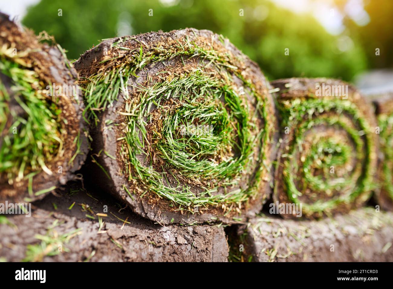 making new lawn using roll grass Stock Photo - Alamy