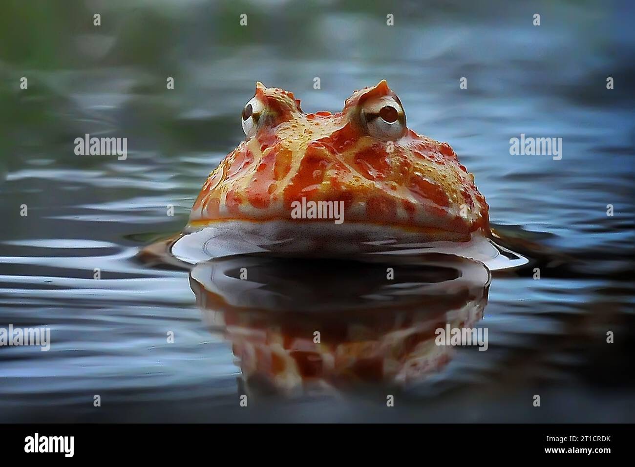 Pacman frog in the water INDONESIA THESE ADORABLE images of a Pacman ...