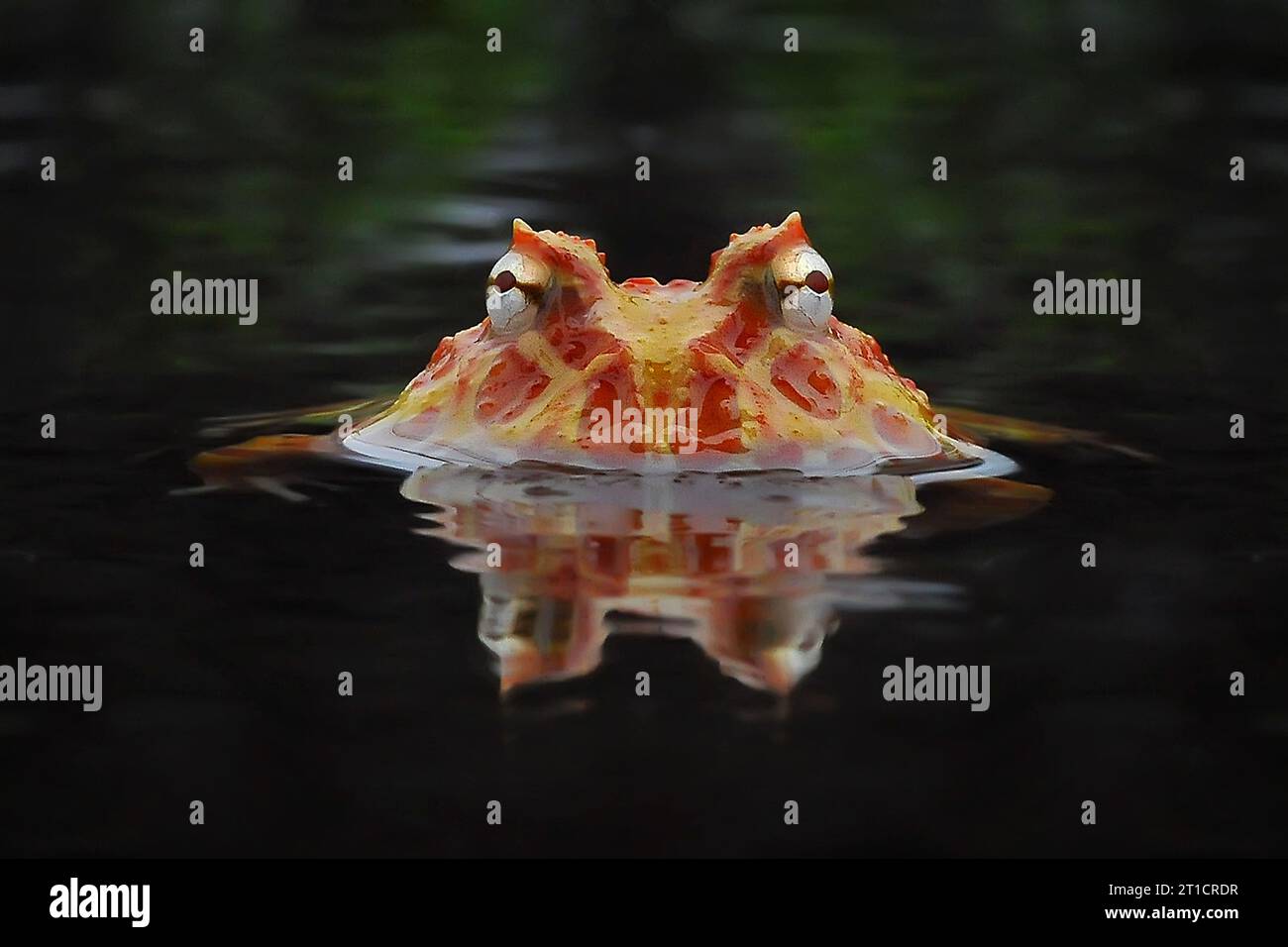 Frog staring at the photographer INDONESIA THESE ADORABLE images of a ...