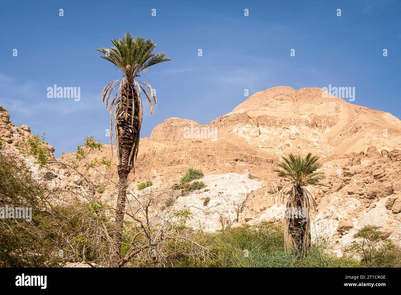 Two palms rising high against mountains on sunny day. Middle Eastern ...