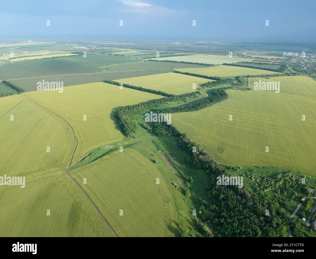 Aerial view of a green rural area. Field of the wheat. Drone photo ...