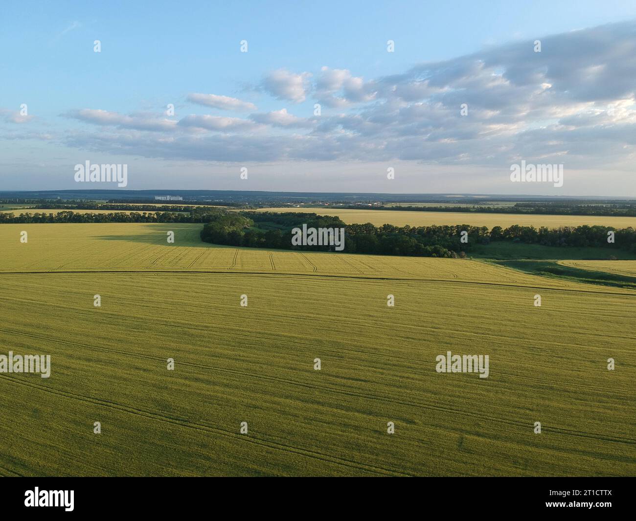 Aerial view of a green rural area. Field of the wheat. Drone photo ...