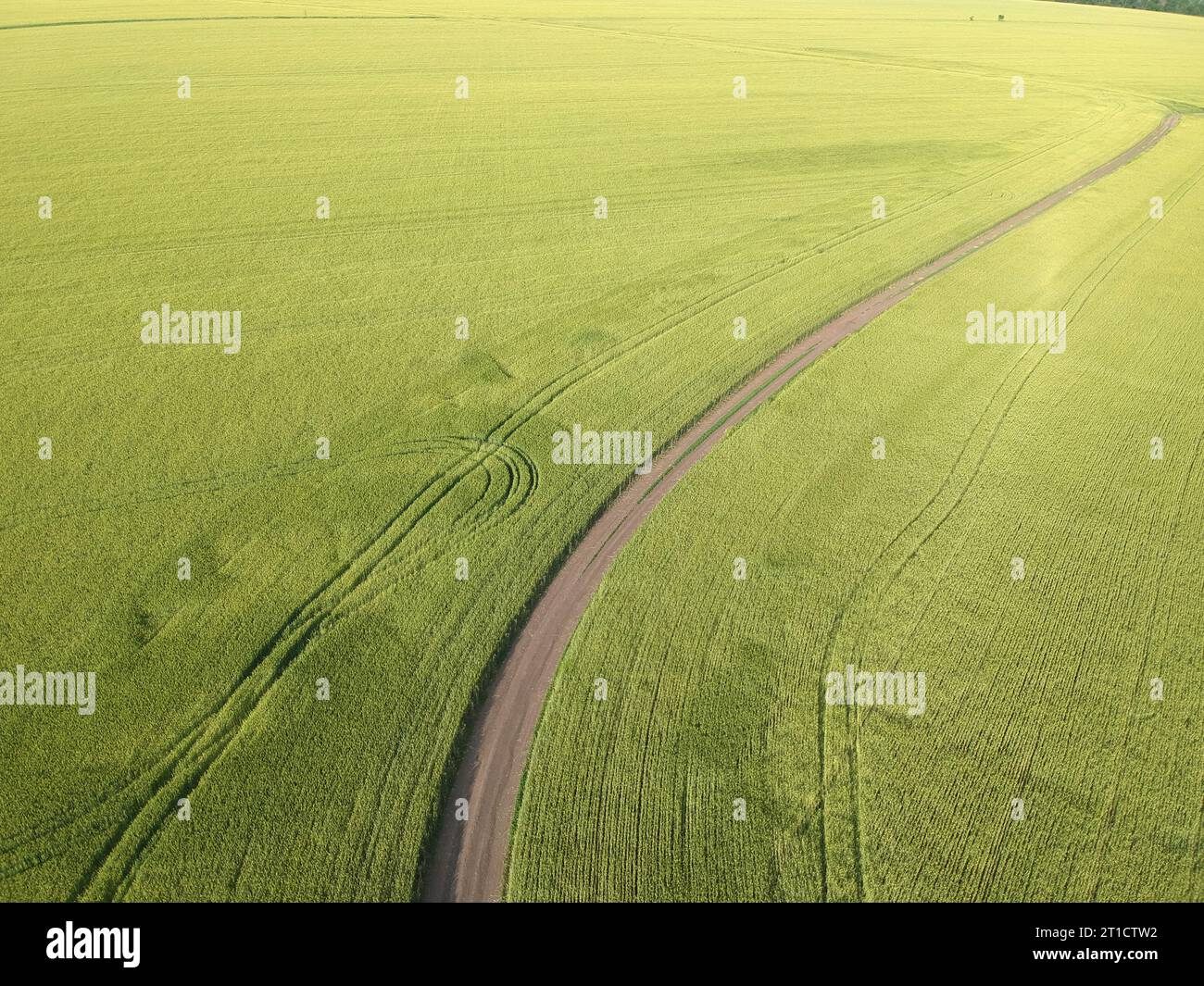 Aerial view of a green rural area. Field of the wheat. Drone photo ...