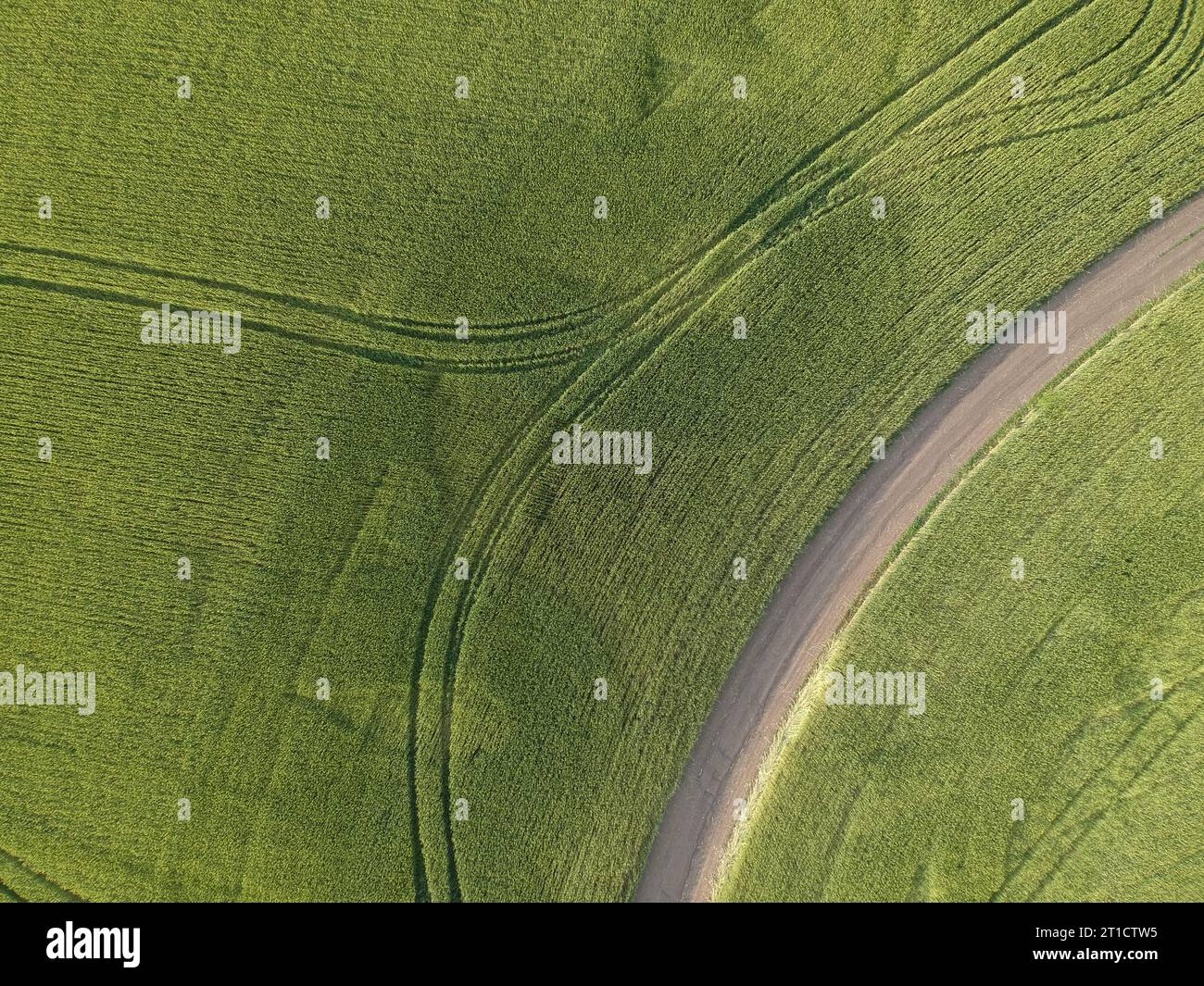 Aerial view of a green rural area. Field of the wheat. Drone photo ...