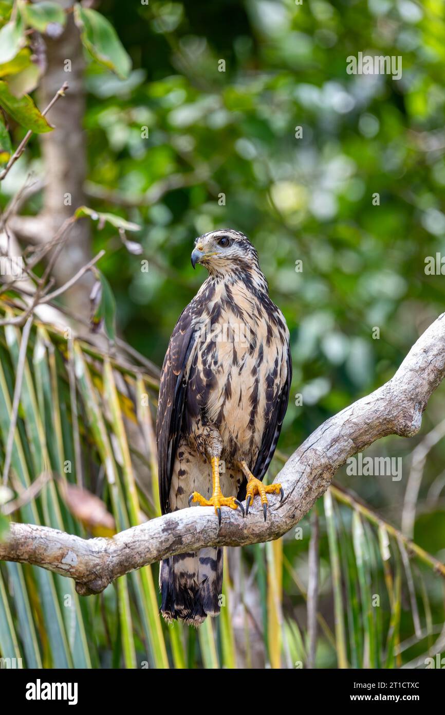 Common black hawk juvenile (Buteogallus anthracinus) is a bird of prey in the family ...