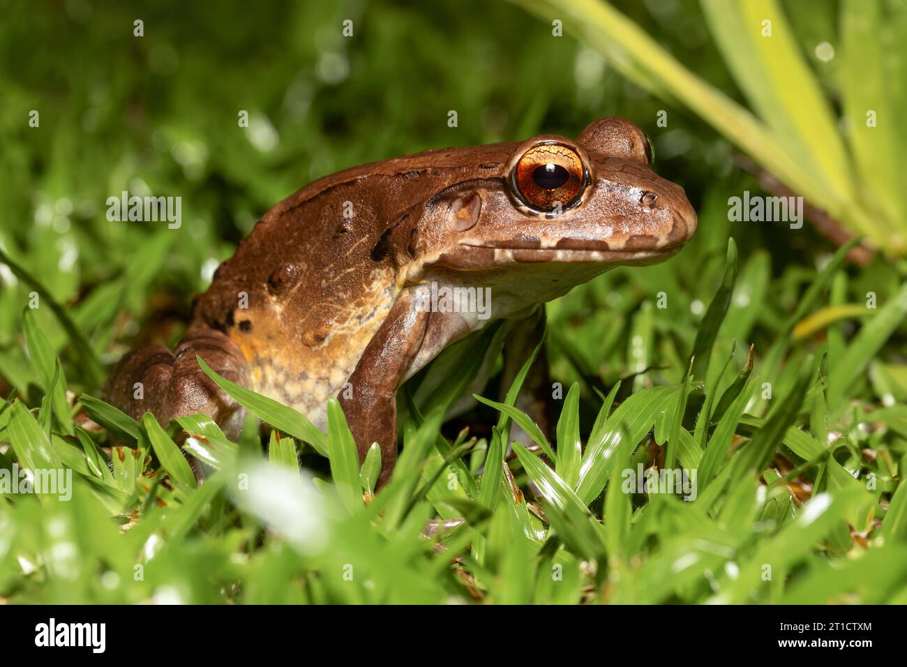 Savages thin-toed frog (Leptodactylus savagei) thin-toed frog species ...