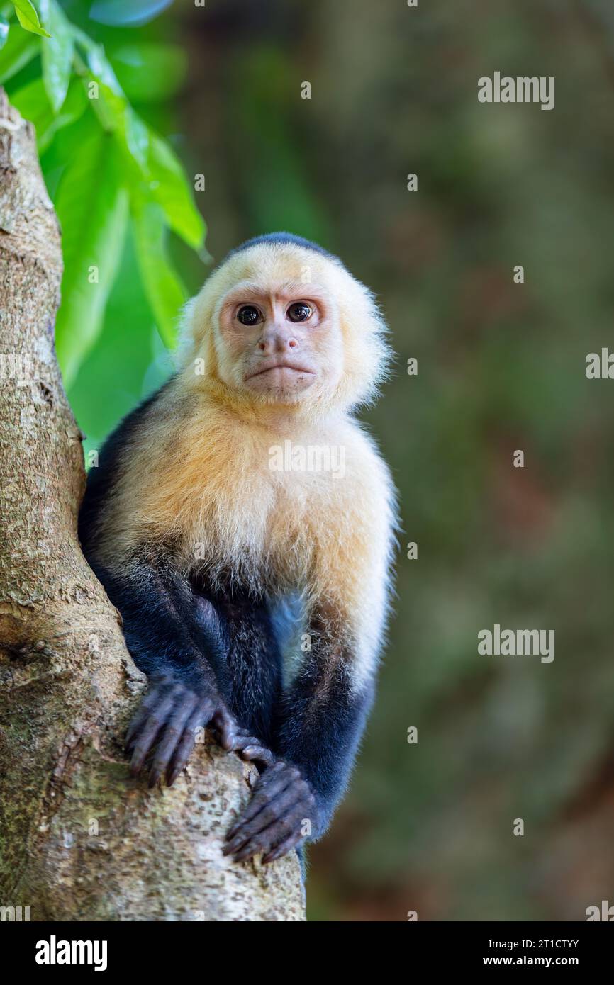 Colombian white-faced capuchin (Cebus capucinus) on tree, Manuel ...