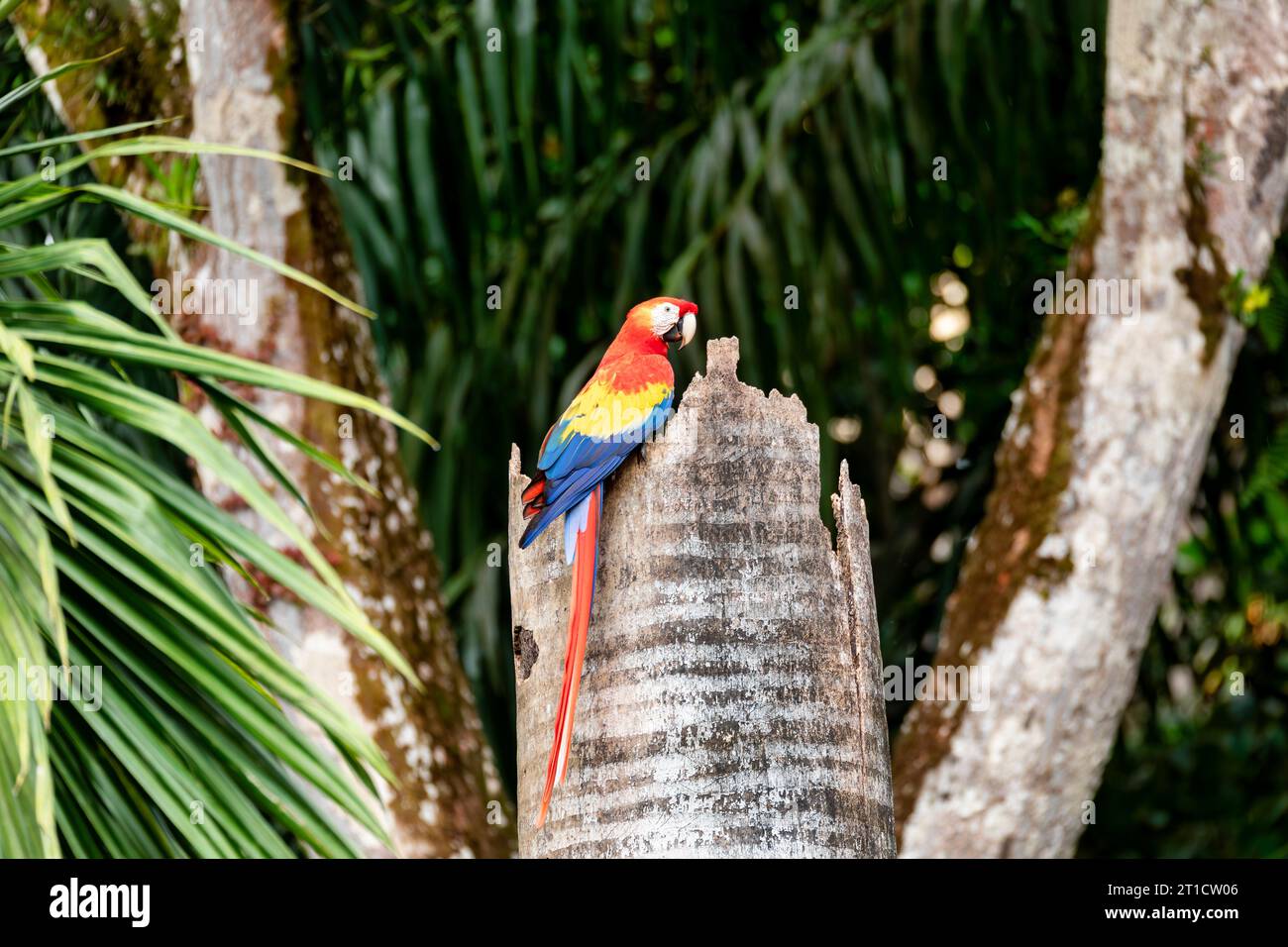 Scarlet macaw nest hi-res stock photography and images - Alamy