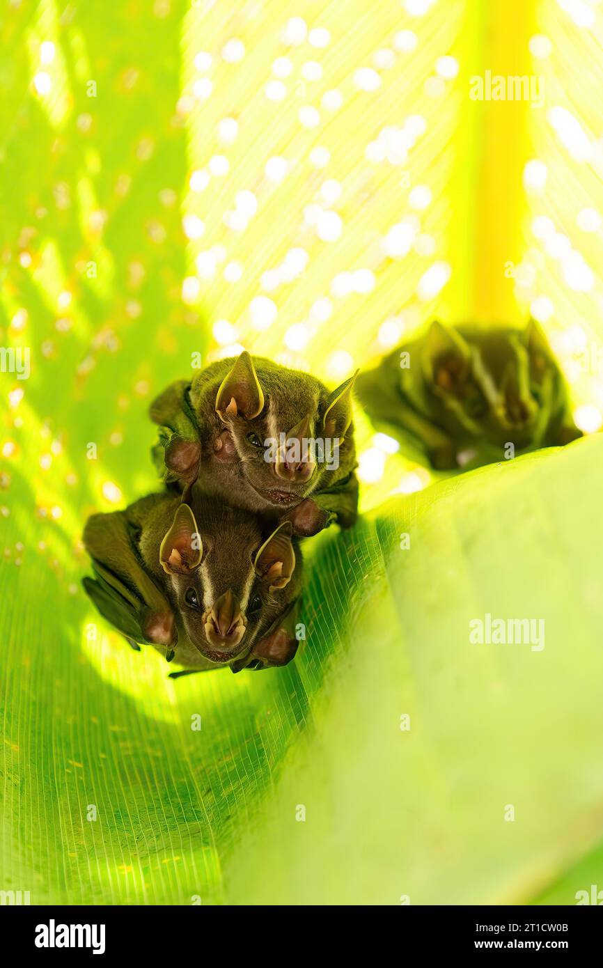 Tent-making bat (Uroderma bilobatum) is an American leaf-nosed bat ...