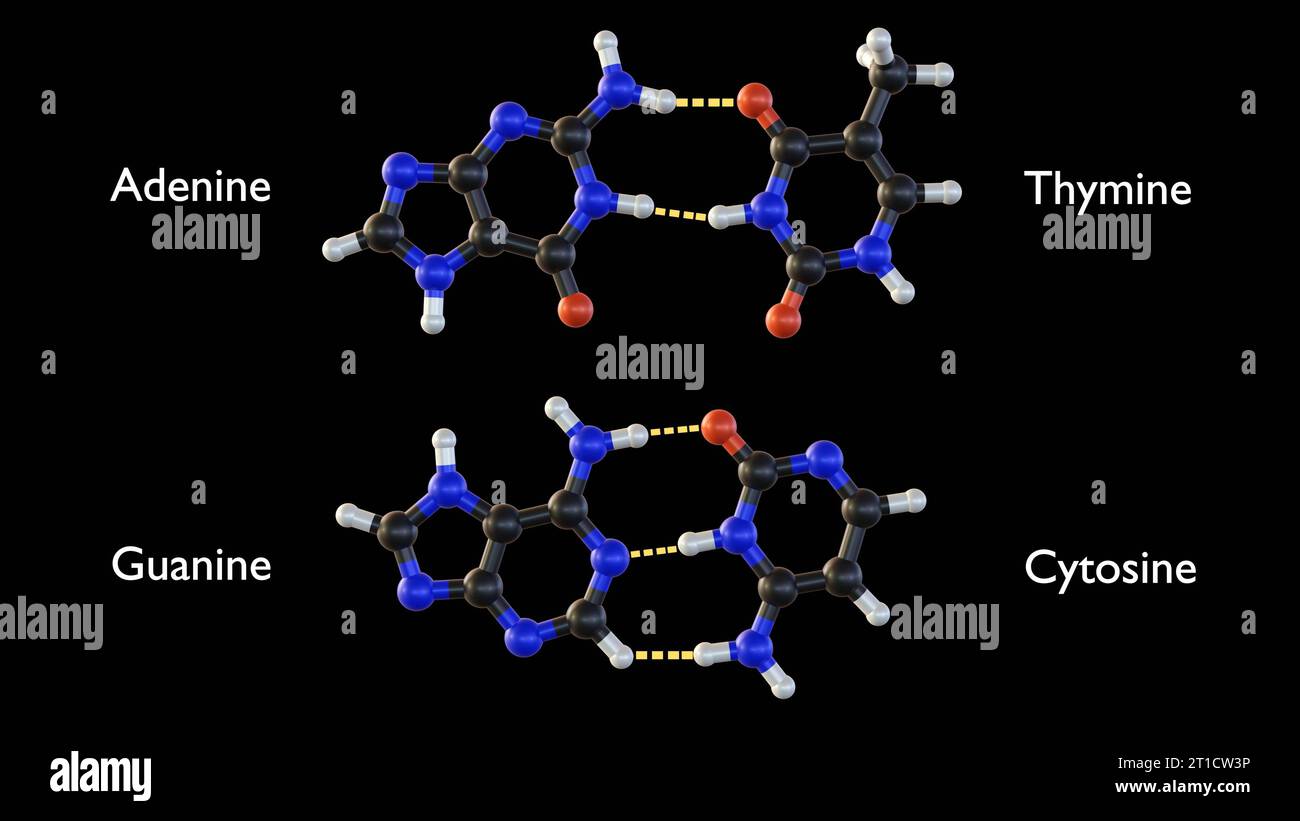 Adenine guanine cytosine thymine hi-res stock photography and images - Alamy