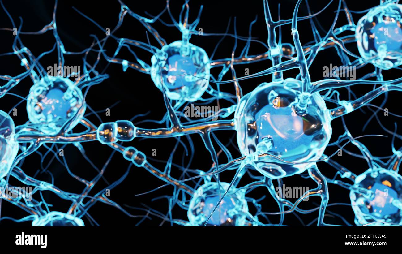 A neuron or nerve cell is an electrically excitable cell. It ...
