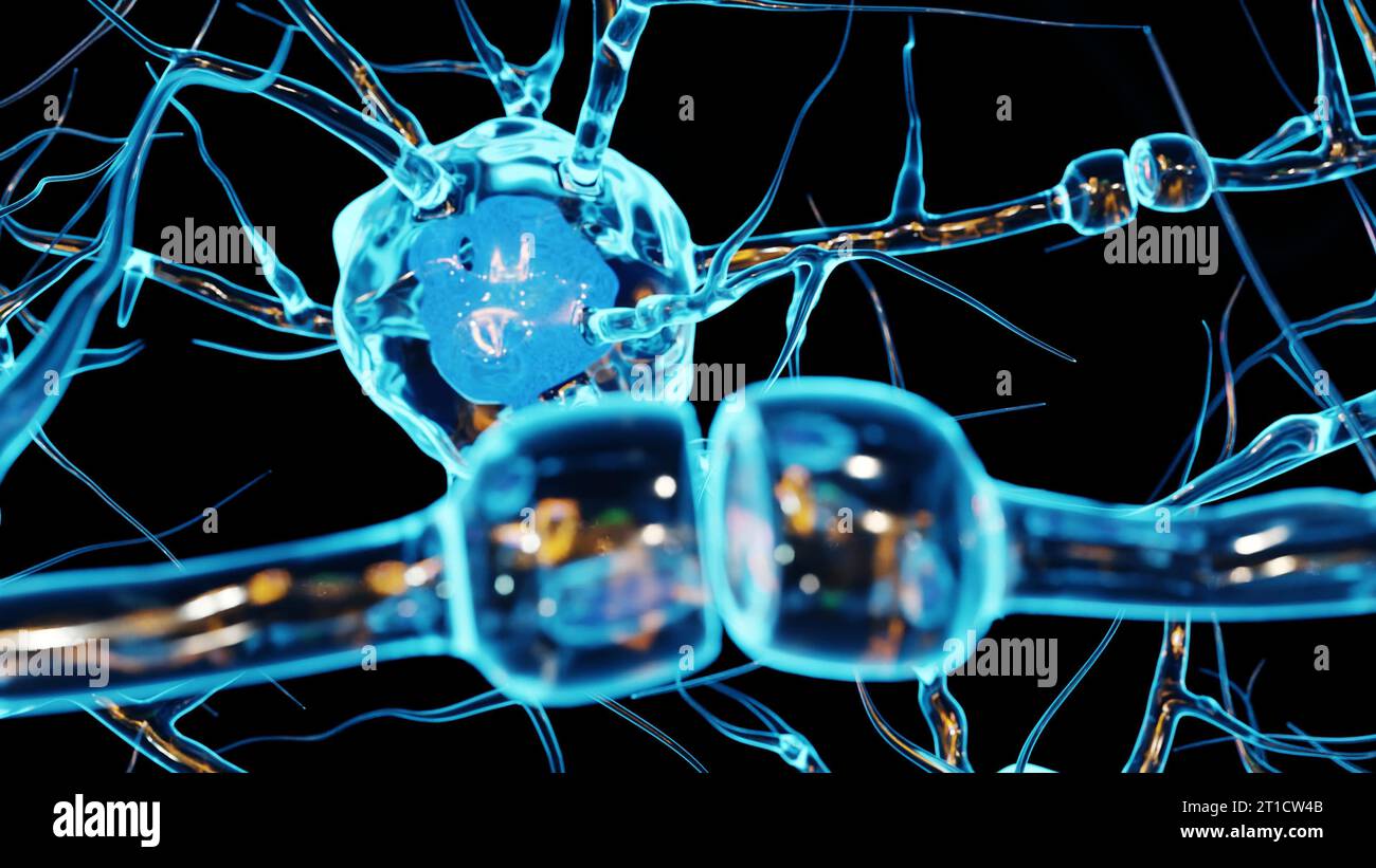 A neuron or nerve cell is an electrically excitable cell. It ...