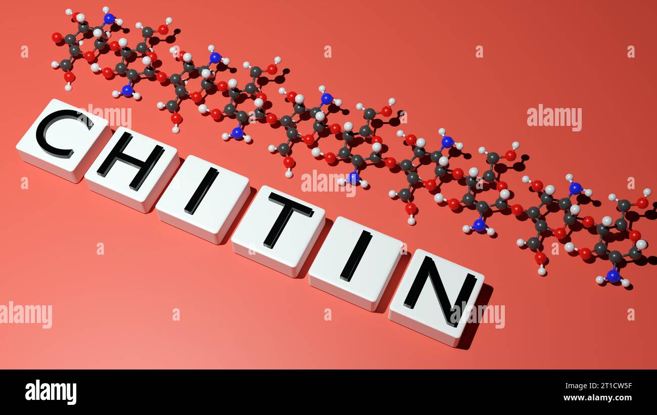 Chitin is a long-chain polymer of N-acetylglucosamine molecules from ...