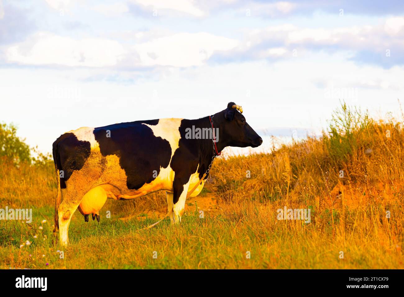 a cow with a large udder stands in the meadow. cow in the pasture. old ...