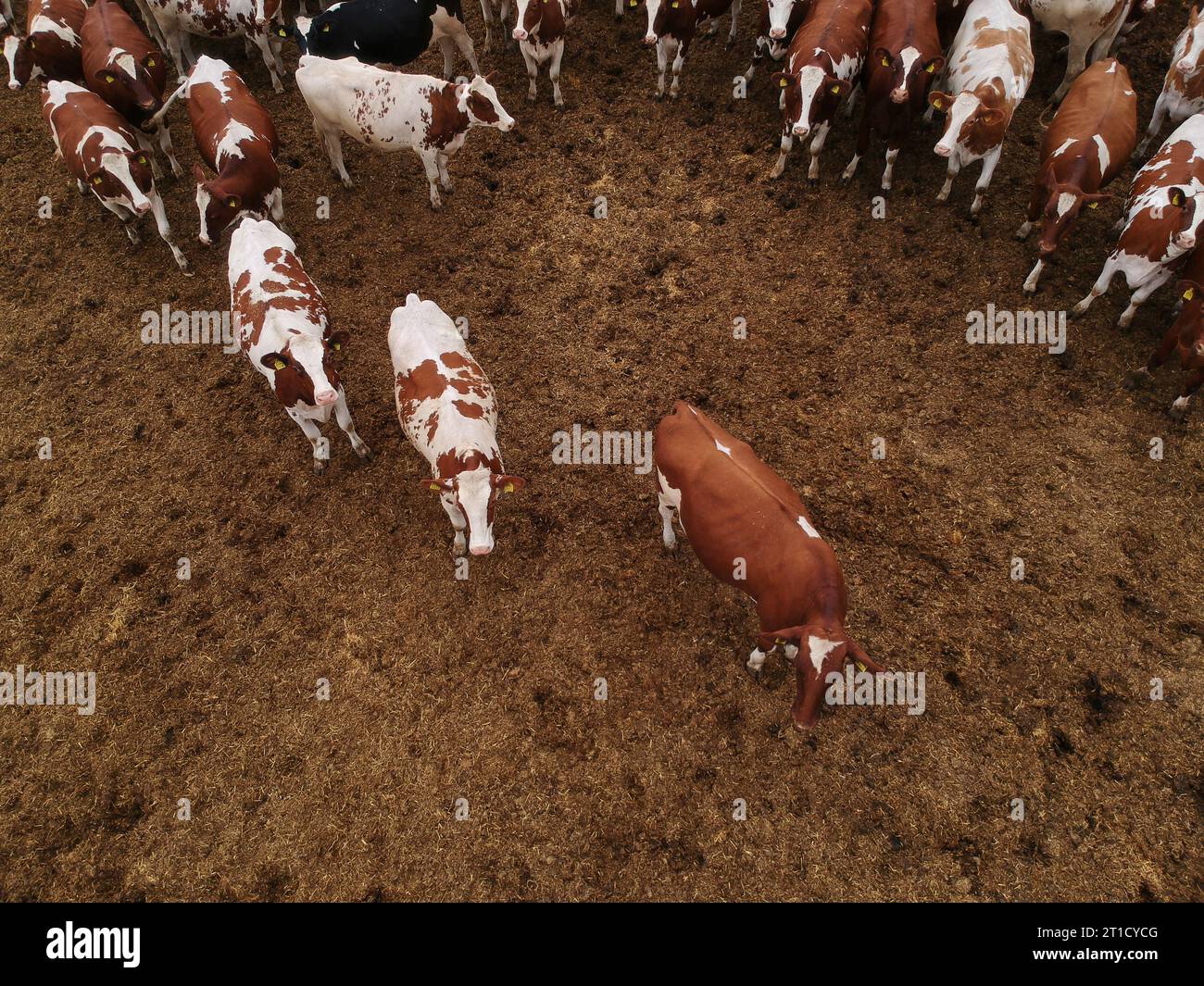 Aerial view of corral full of cattle. Drone photography Stock Photo - Alamy