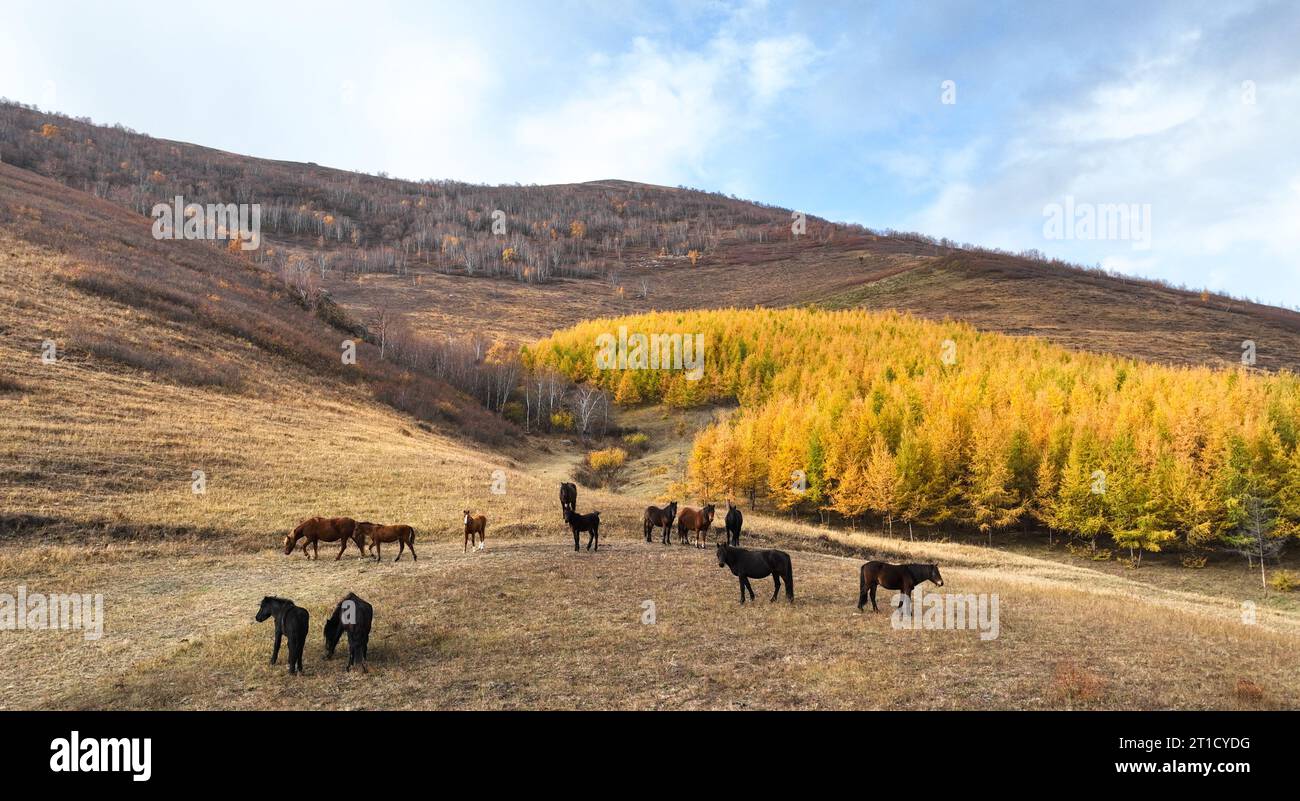 Chifeng. 13th Oct, 2023. This aerial photo taken on Oct. 13, 2023 shows ...