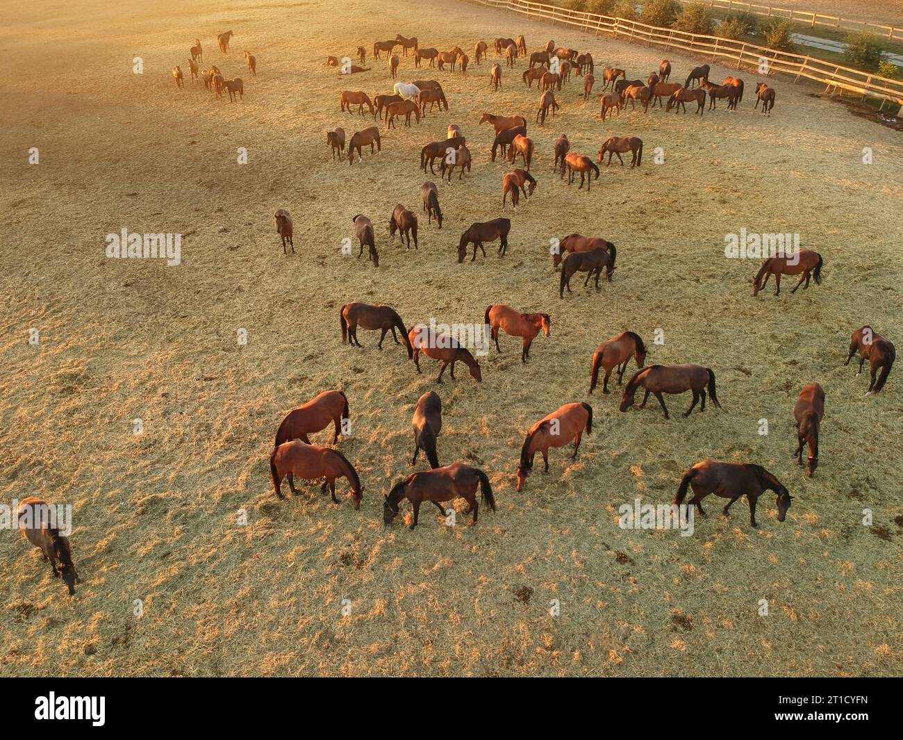 Aerial view herd young horses hi-res stock photography and images - Alamy